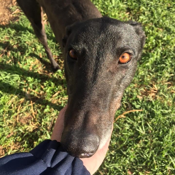 Rafiki - Large Male Greyhound Dog in NSW - PetRescue