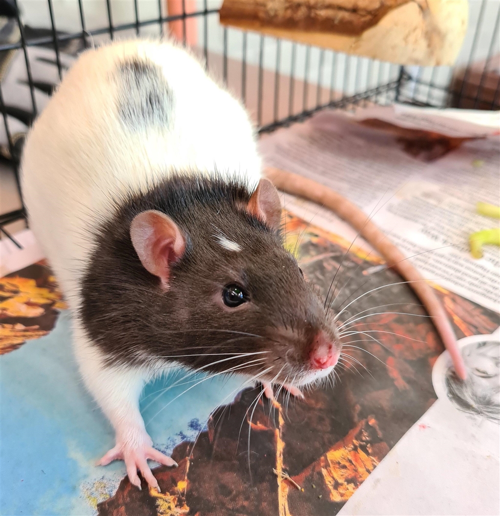 Mr Ratty - Male Rat Rodent in VIC - PetRescue