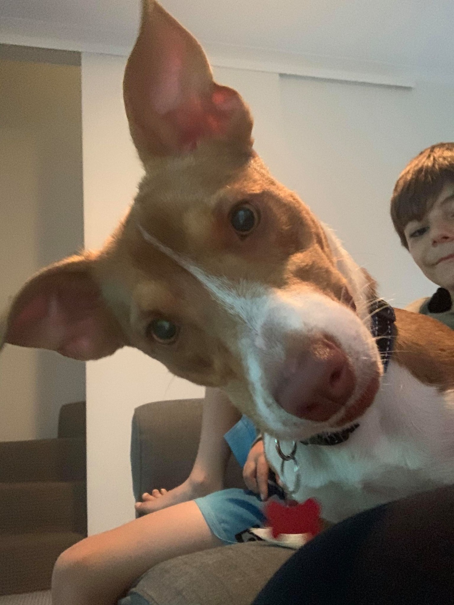 Basil - Small Male Corgi x Dachshund x Kelpie Mix Dog in QLD - PetRescue