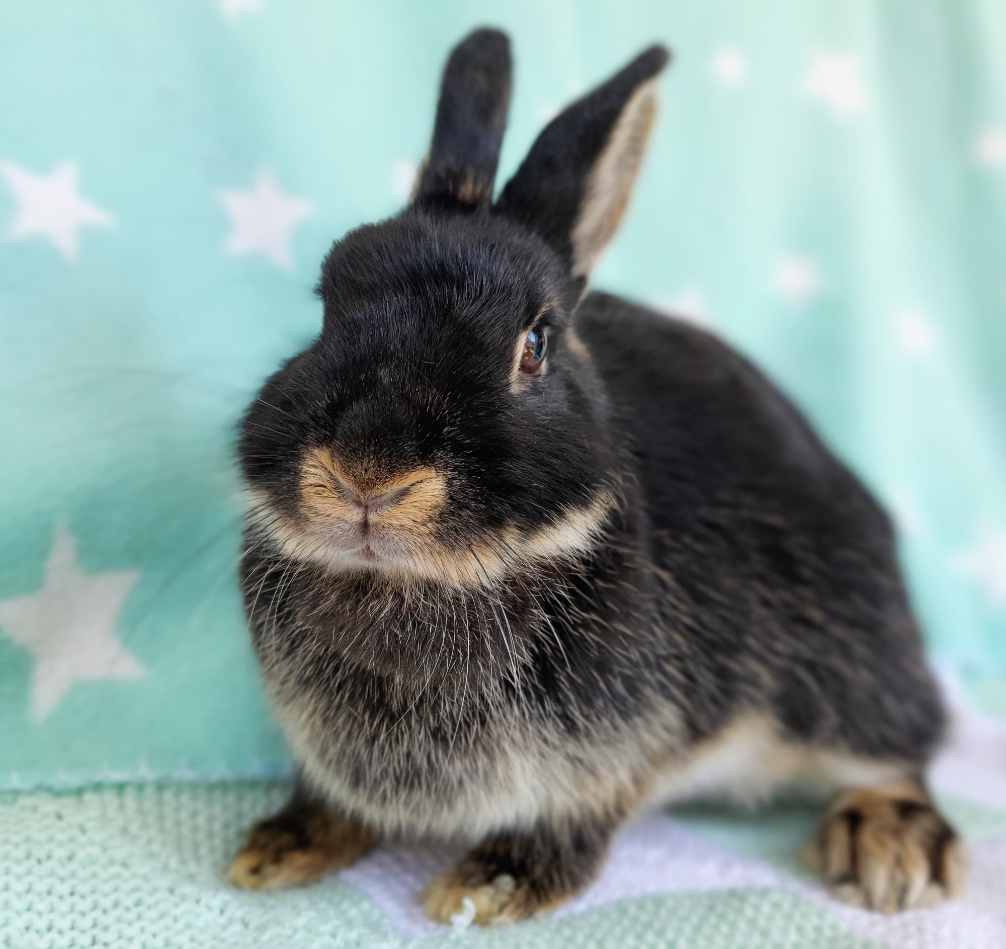 Constance - Female Silver Marten Rabbit in VIC - PetRescue