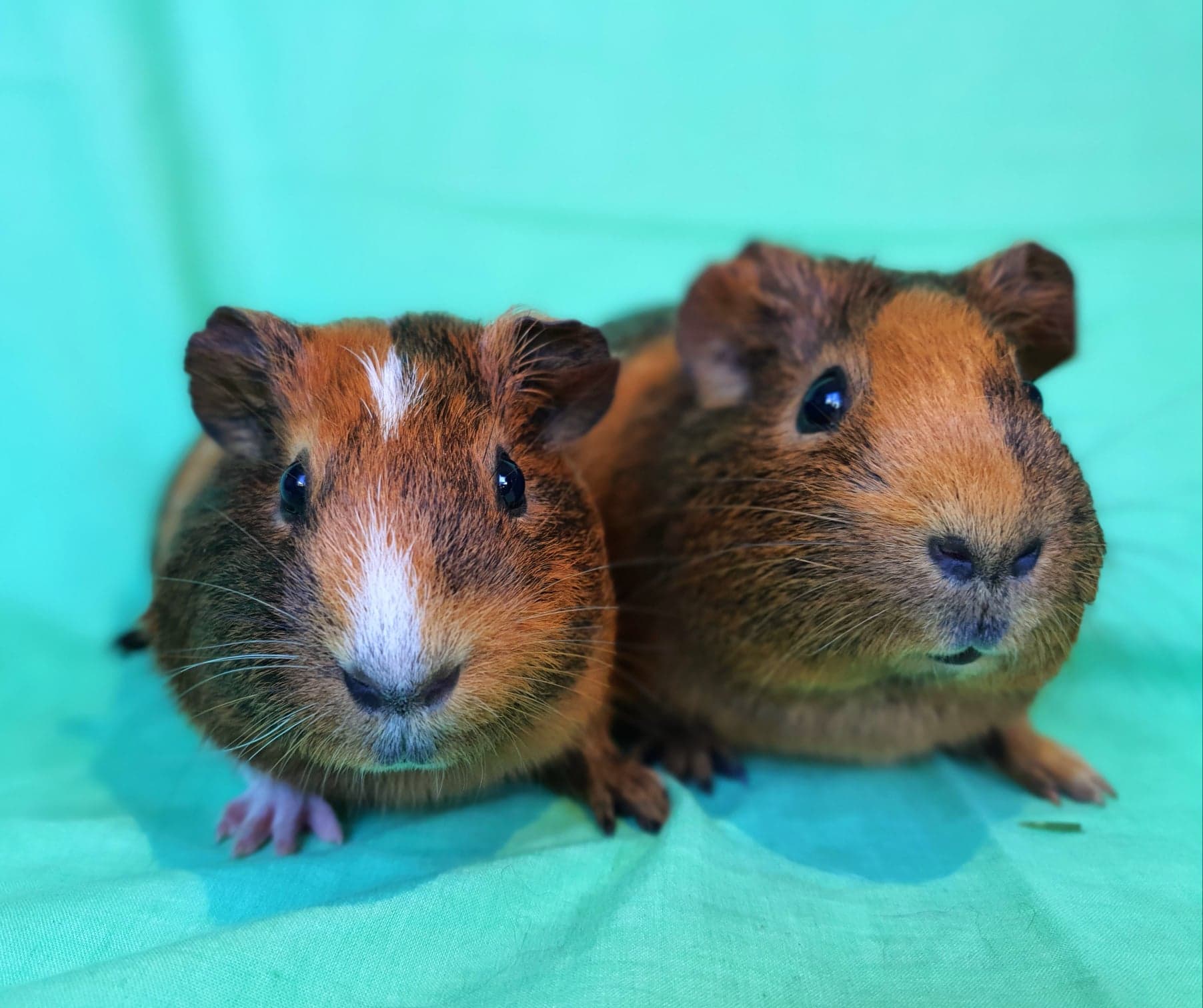 Gin and Tonic - Male Short-hair Guinea Pig in VIC - PetRescue