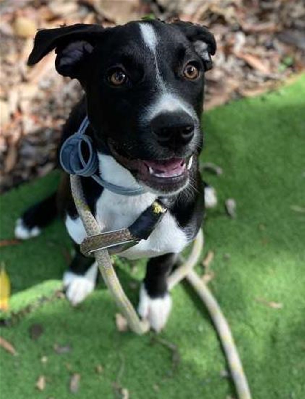 Thelma - Large Female Border Collie x Boxer Mix Dog in QLD - PetRescue
