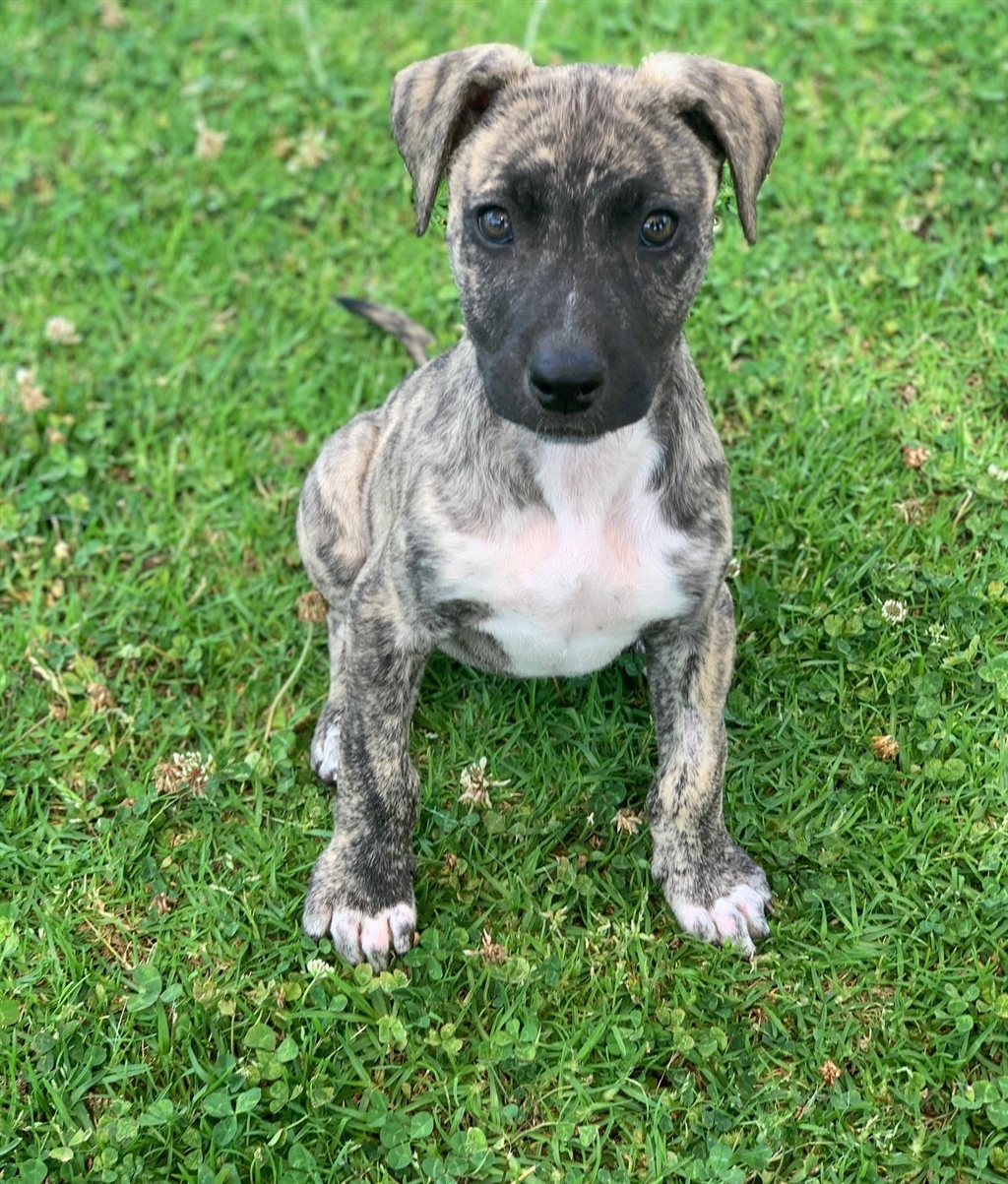 Henrietta - Large Female Medium Crossbreed Mix Dog in WA - PetRescue
