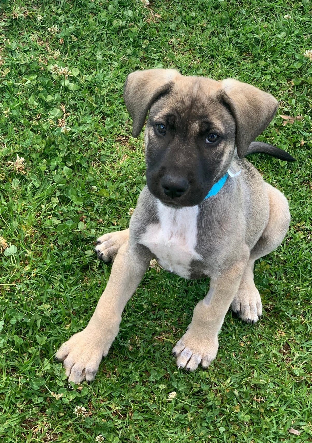 Homer - Large Male Medium Crossbreed Mix Dog in WA - PetRescue