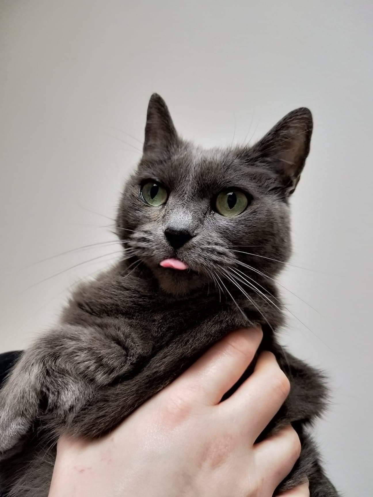 Waggin Tails Rescue - PetRescue