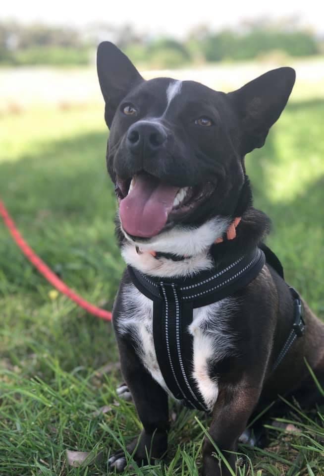 Robbo - Small Male Staffy Mix Dog in VIC - PetRescue