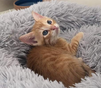 Cobi - Male Domestic Short Hair Cat in QLD - PetRescue