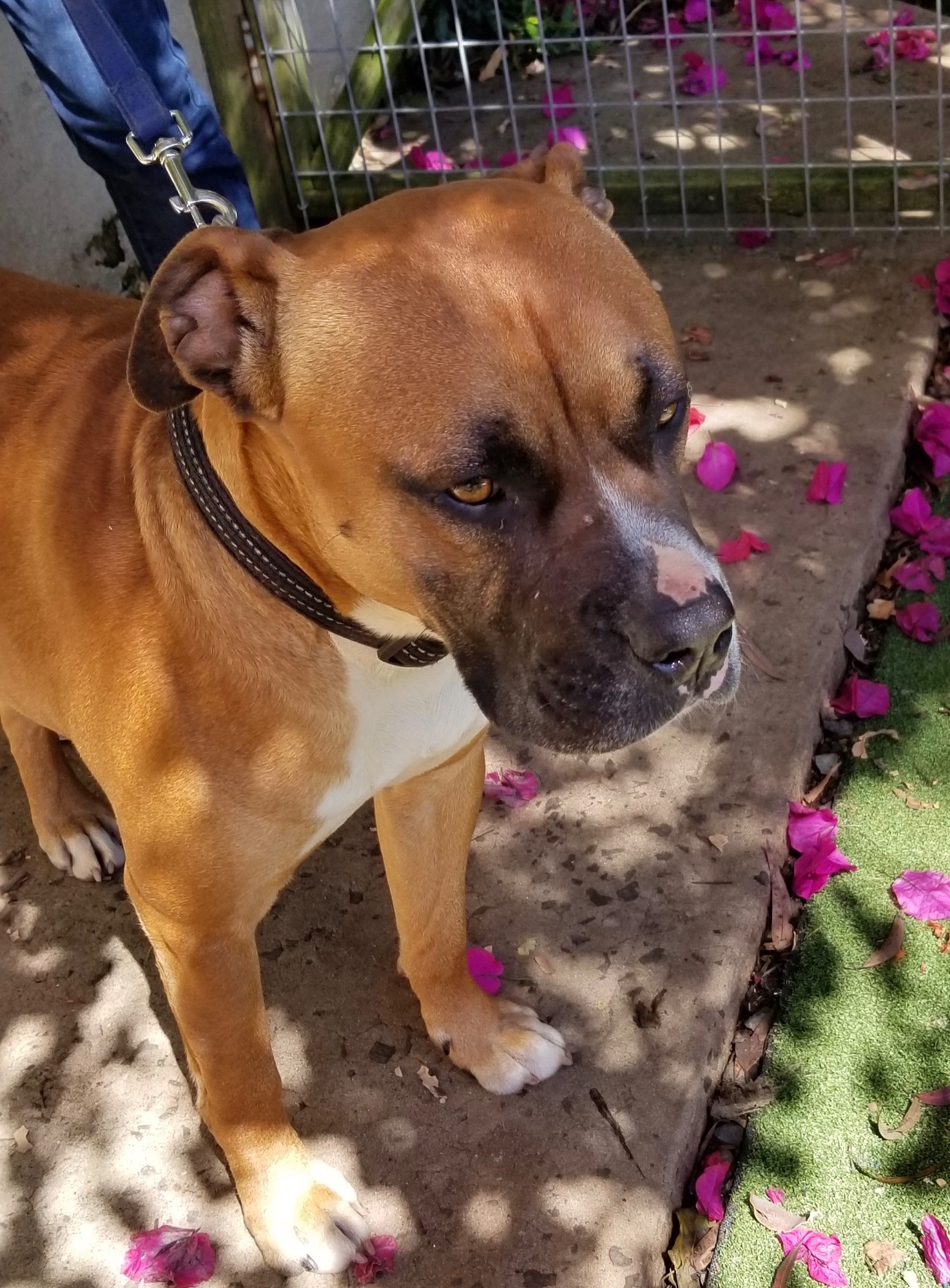 Jed - Large Male Boxer x Staffy Mix Dog in NSW - PetRescue