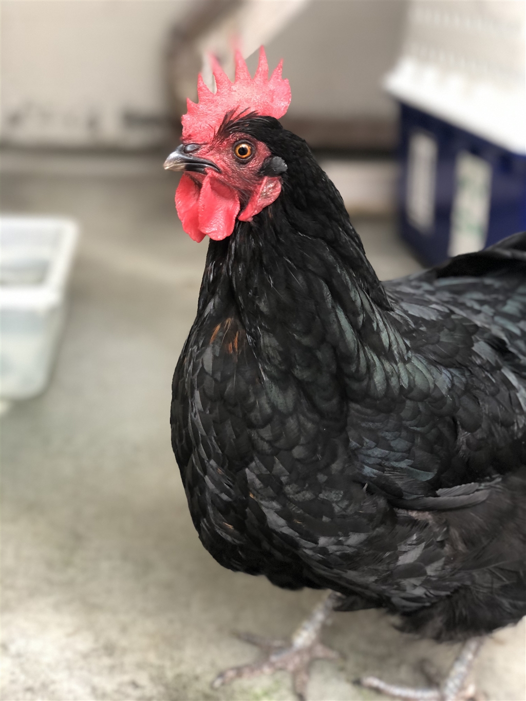 Princess Daisy - Female Chicken Australorp Mix Fowl in QLD - PetRescue