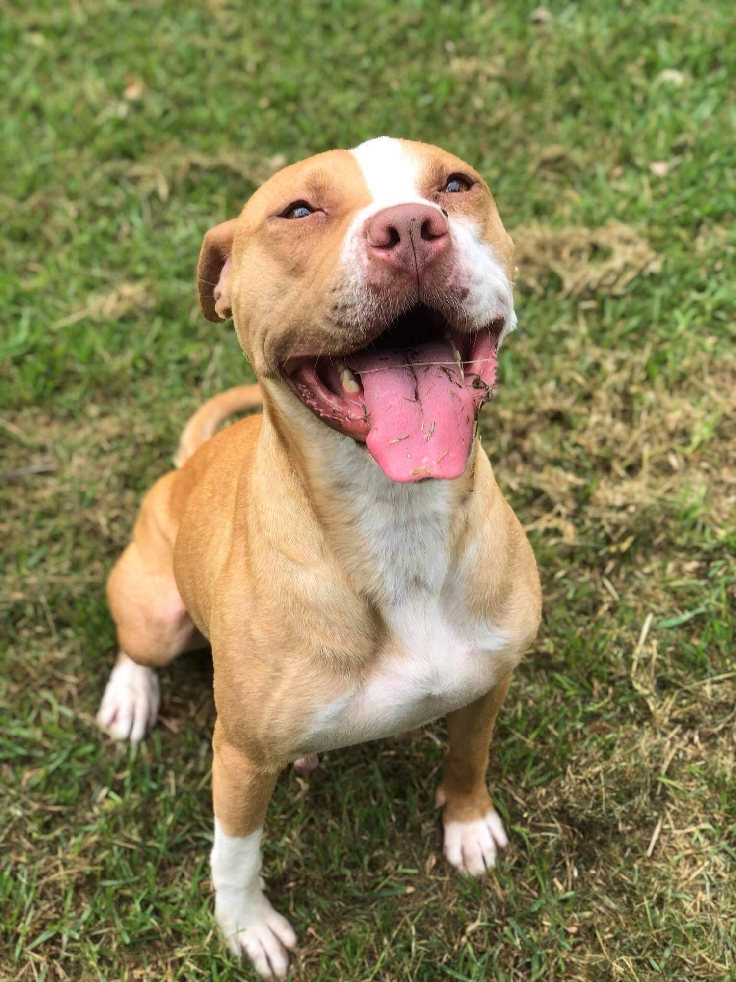 Bella - Medium Female Amstaff Mix Dog in NSW - PetRescue