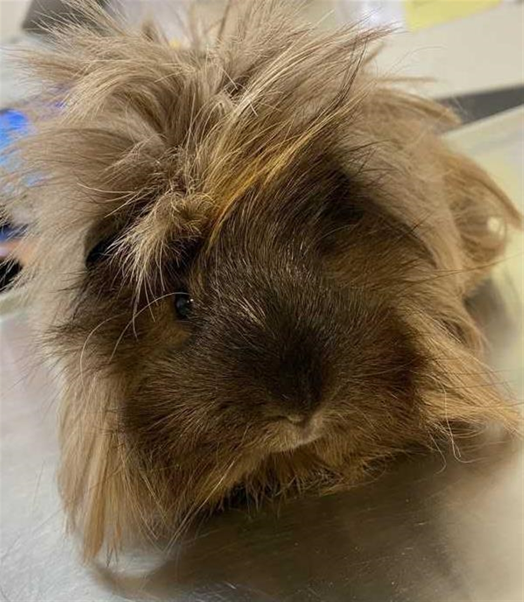Bommer - Male Short-hair Sheba Mini Yak (Long Haired) Mix Guinea Pig in ...