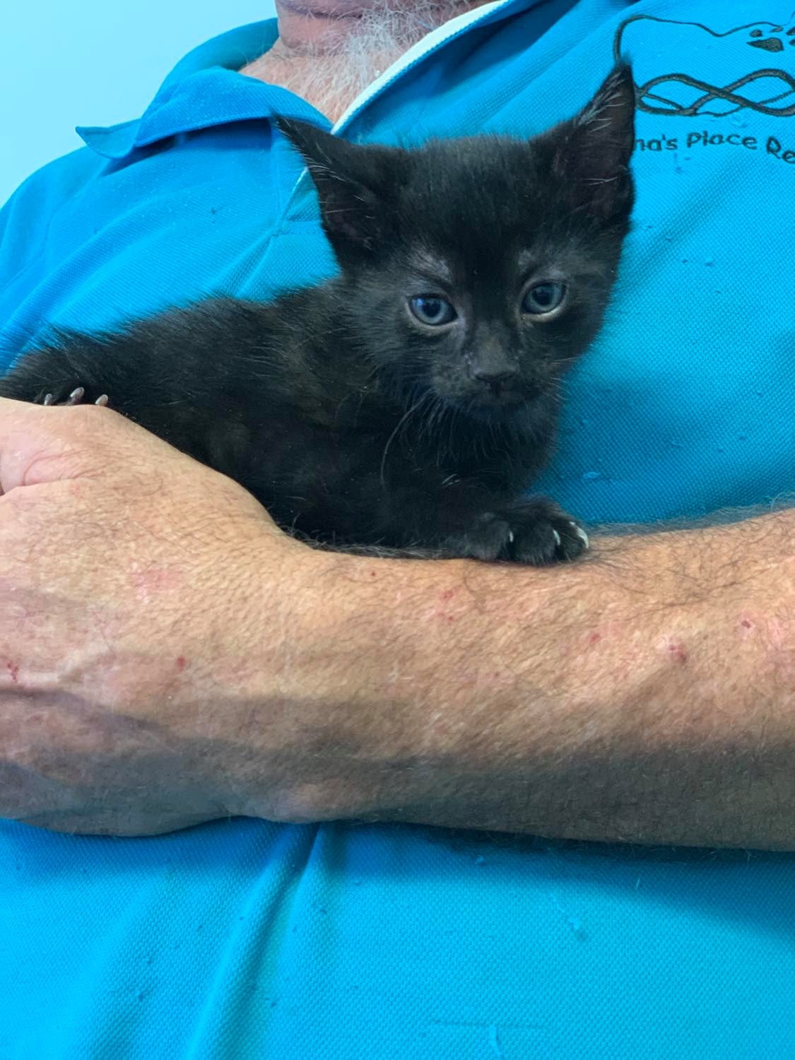 Jeremiah - Male Domestic Short Hair Cat in QLD - PetRescue