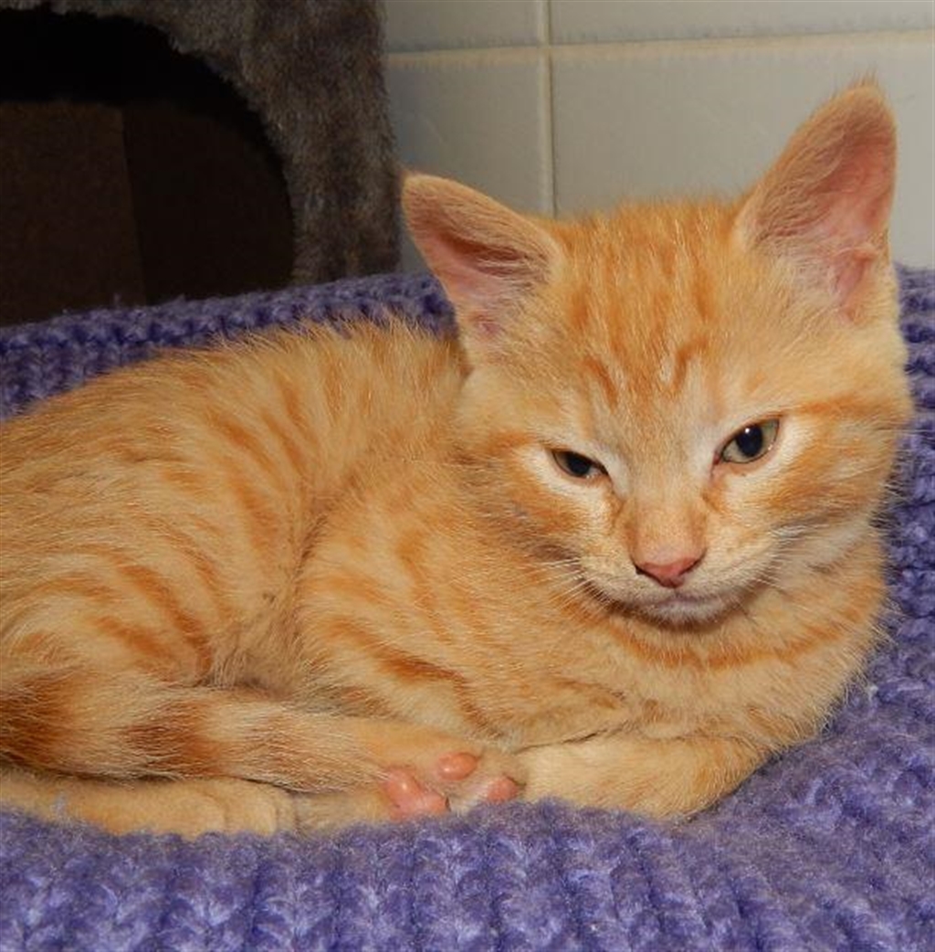 Jafar - Male Domestic Short Hair Cat in ACT - PetRescue