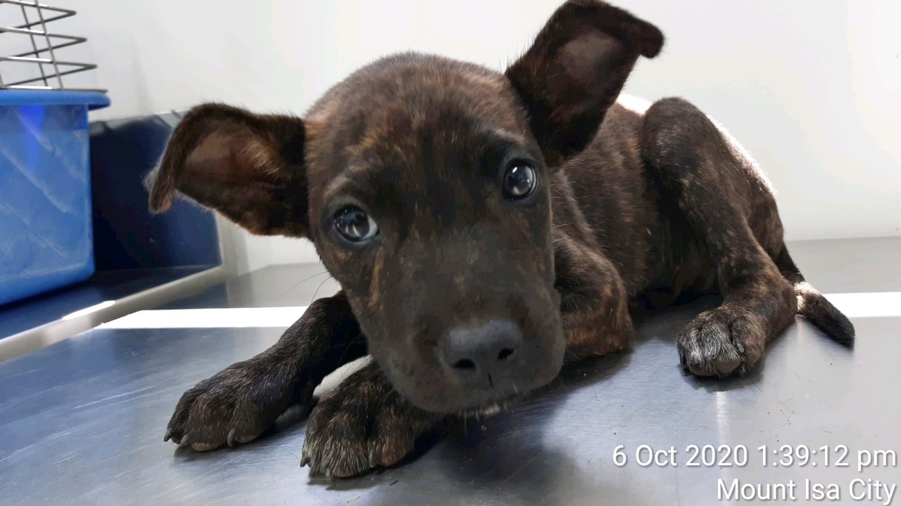 Broadbean - Medium Male Kelpie x Ridgeback Mix Dog in QLD - PetRescue