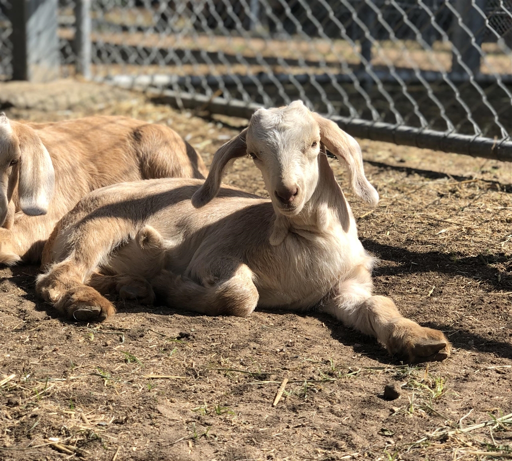 Asha - Female Goat Mix Goat in QLD - PetRescue