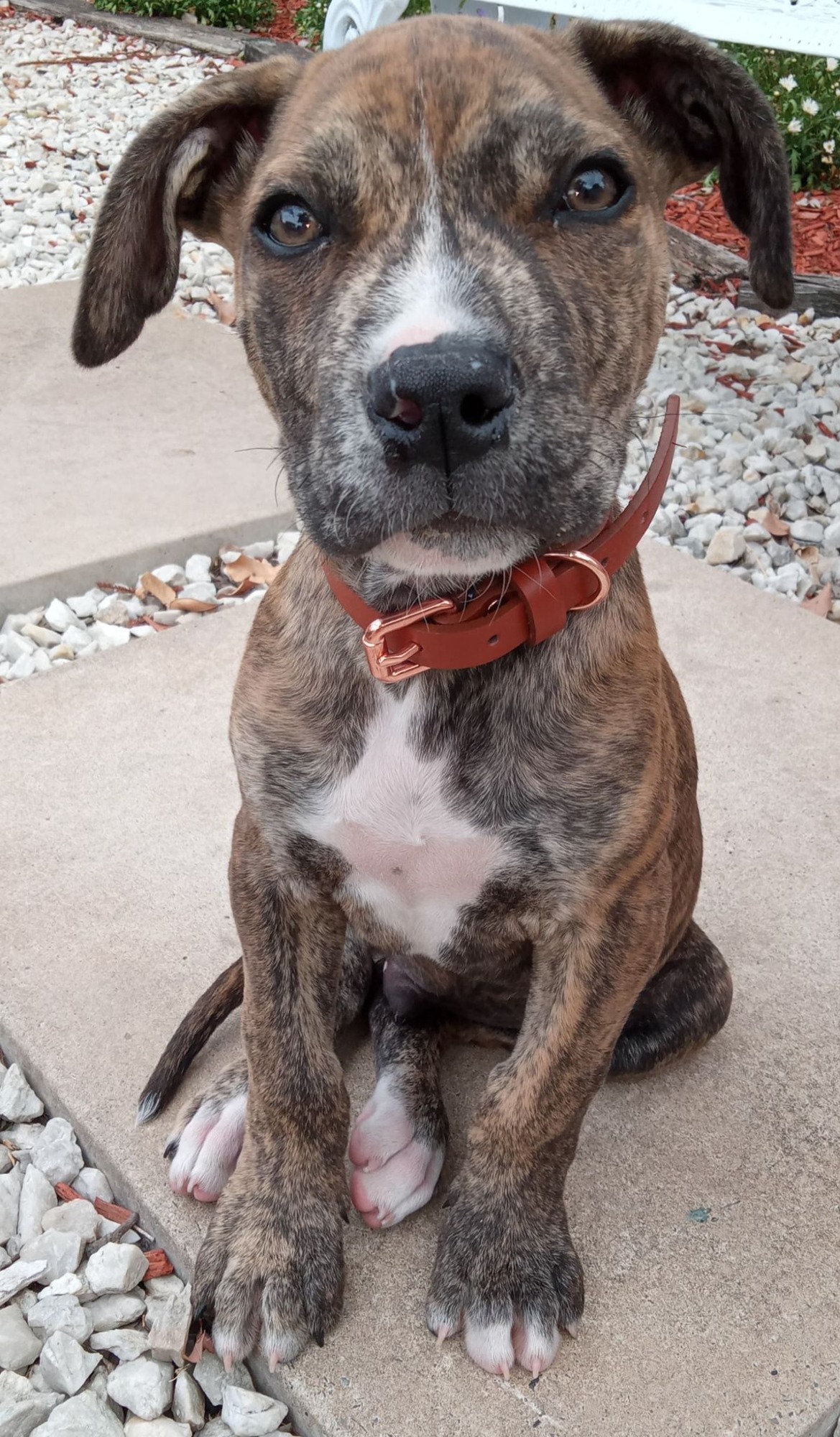 Stu - Large Male American Bulldog Mix Dog in QLD - PetRescue
