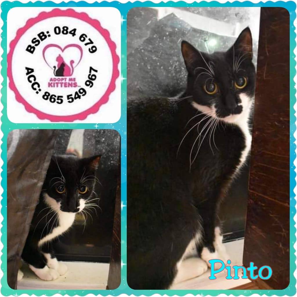 Adopt Me Kittens - PetRescue