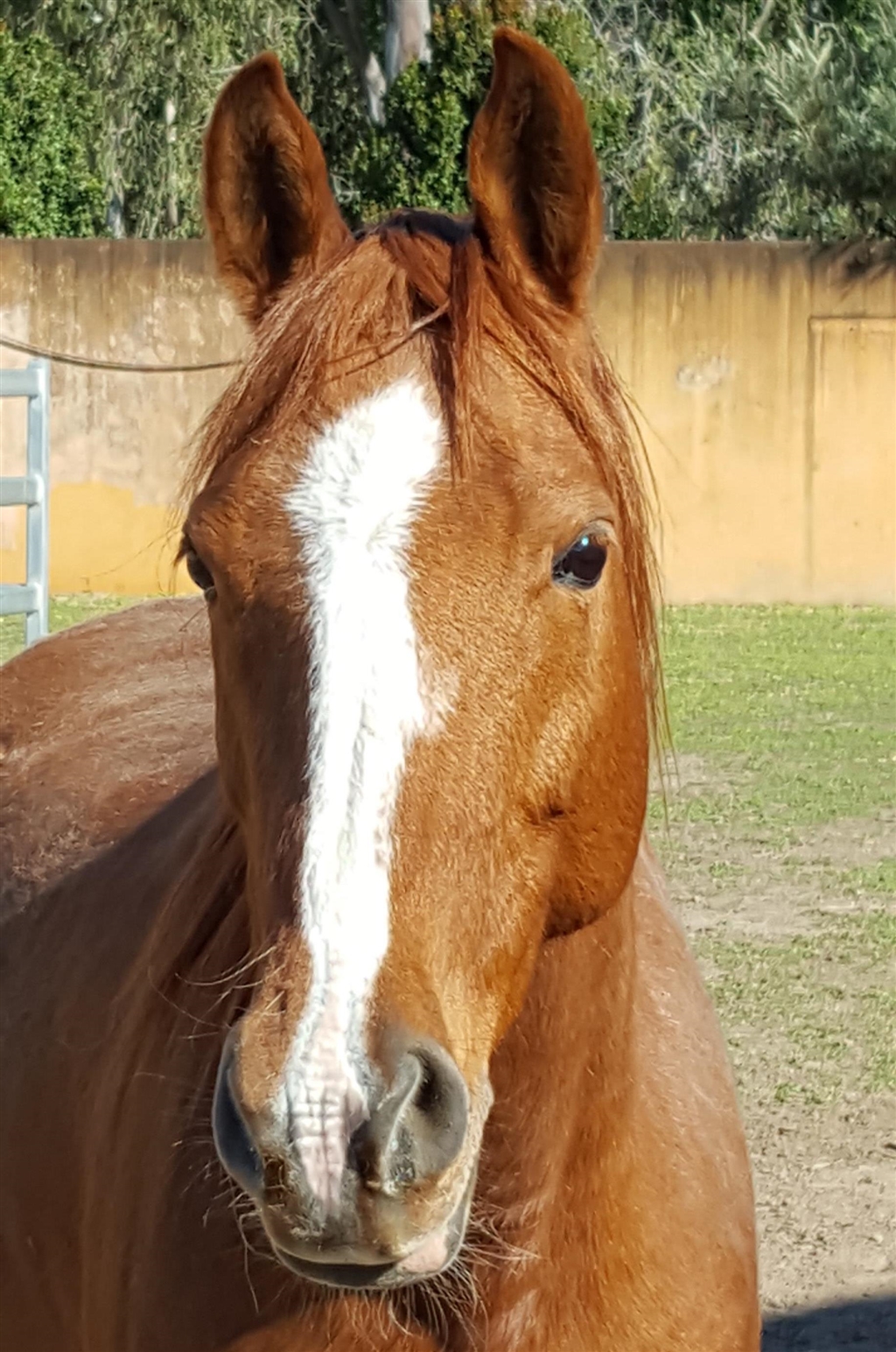 Olivia - Female Arab x Thoroughbred Mix Horse in QLD - PetRescue