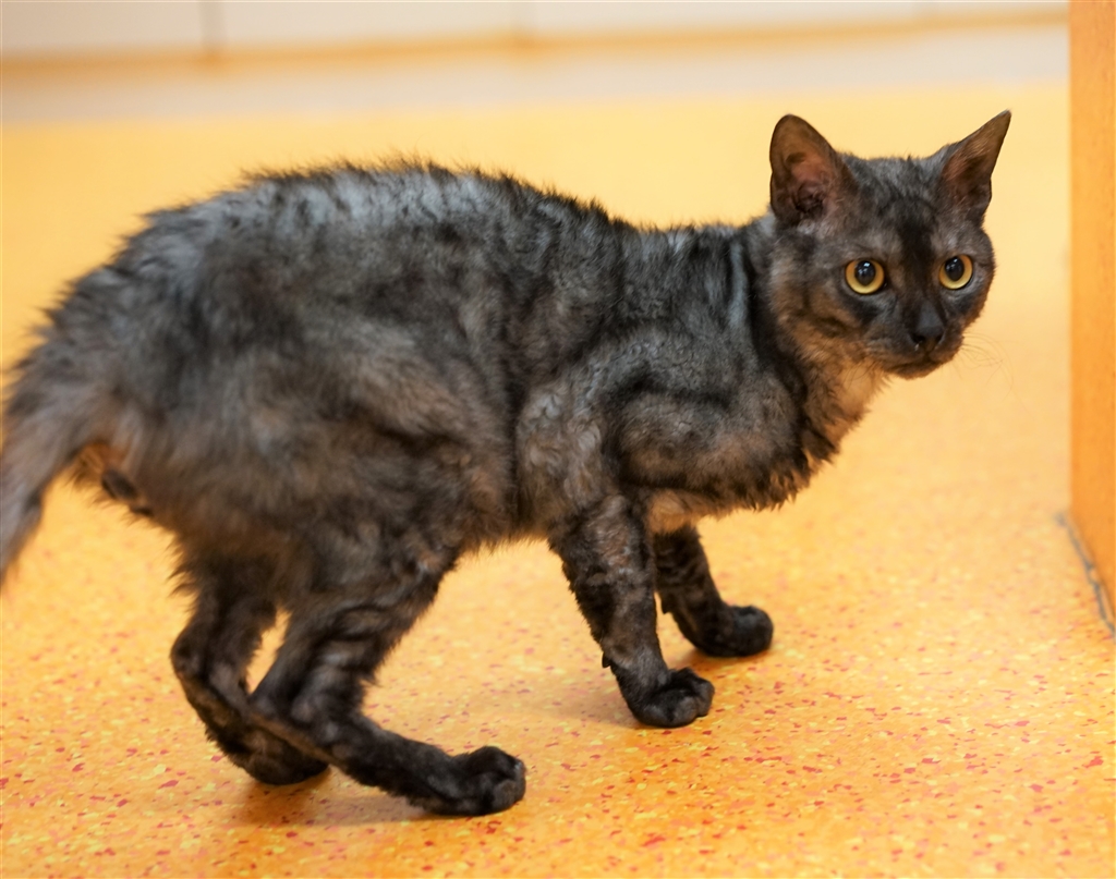Felucca - Male Cornish Rex Mix Cat in QLD - PetRescue