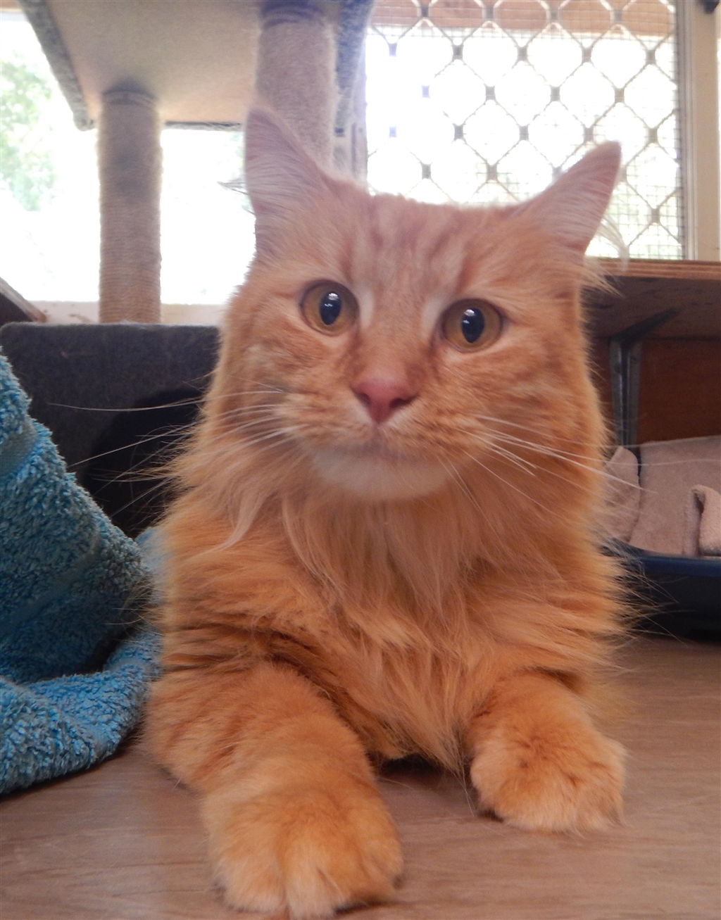 Ginger - Female Domestic Long Hair Mix Cat in QLD - PetRescue