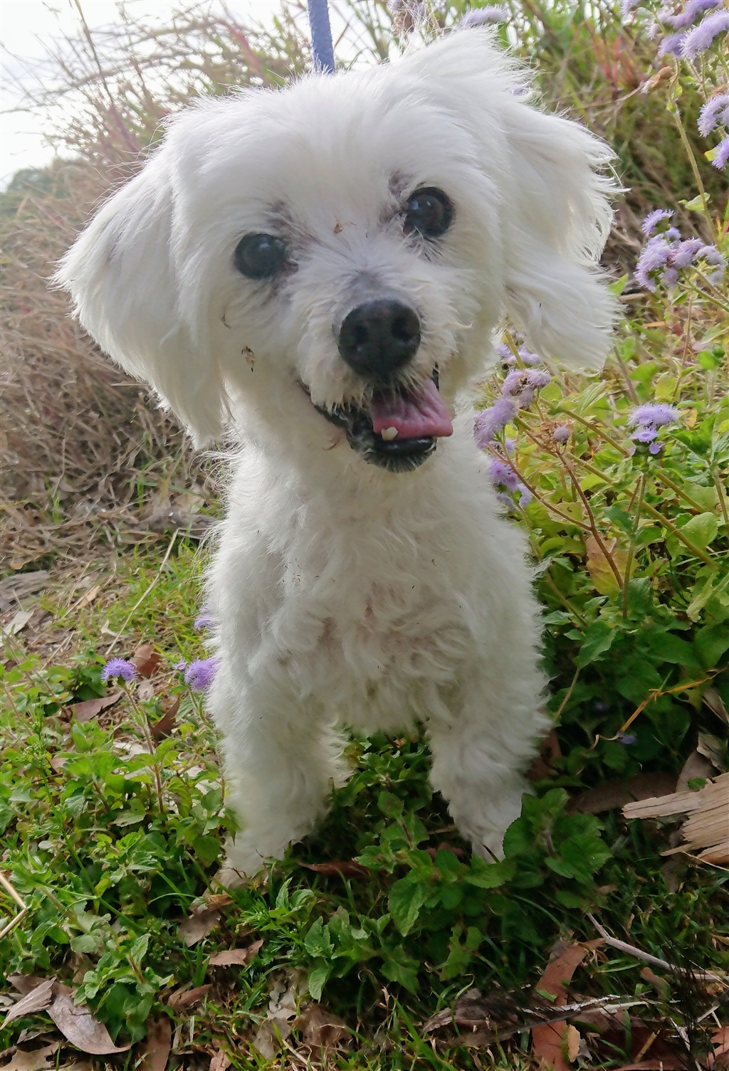 RSPCA Dakabin - PetRescue