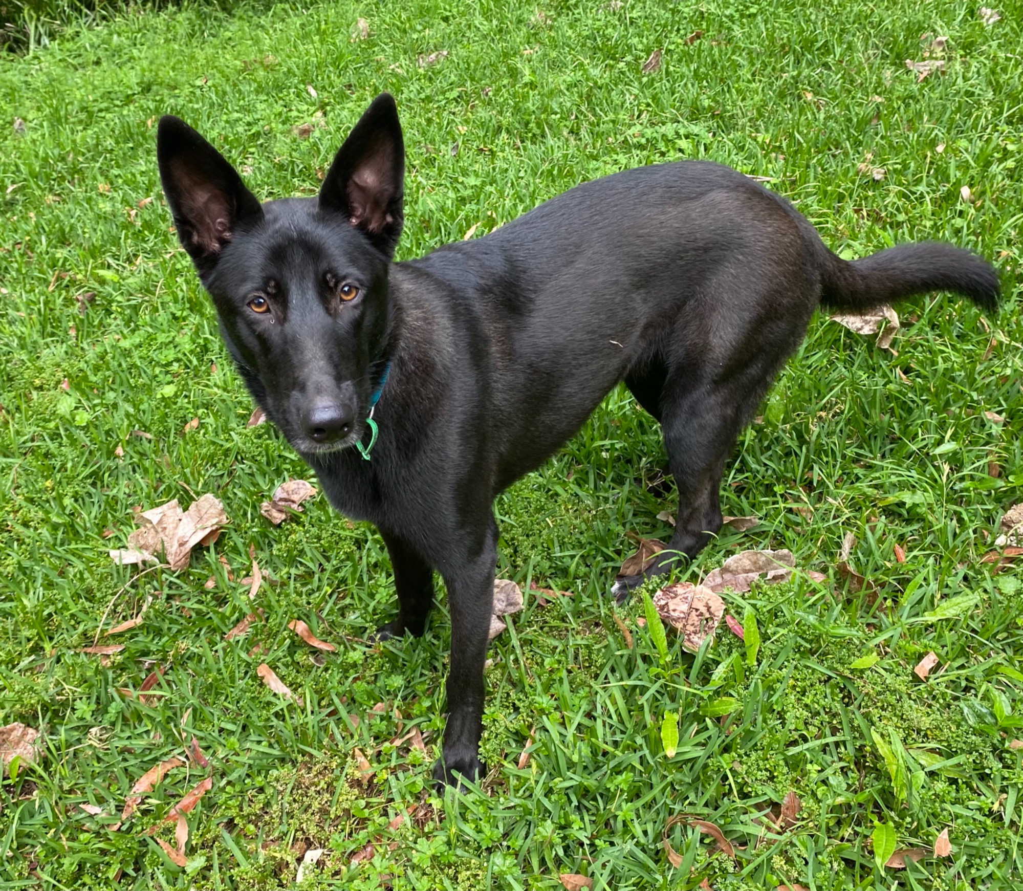 Shadow - Large Female Kelpie x German Shepherd Dog in NSW - PetRescue