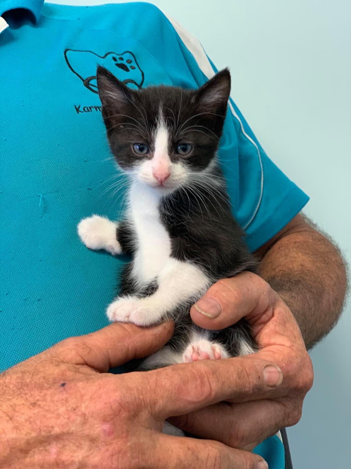 Jeeves - Male Domestic Short Hair Cat in QLD - PetRescue