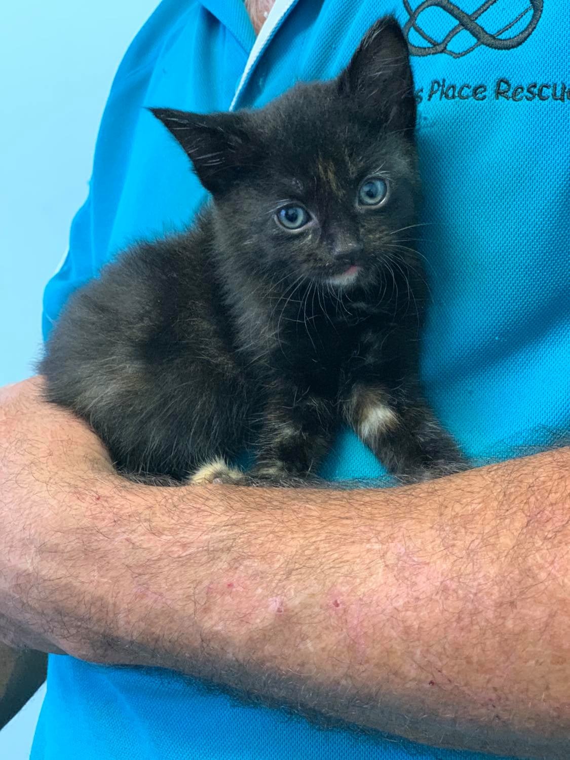 Sooty - Female Domestic Short Hair Cat in QLD - PetRescue