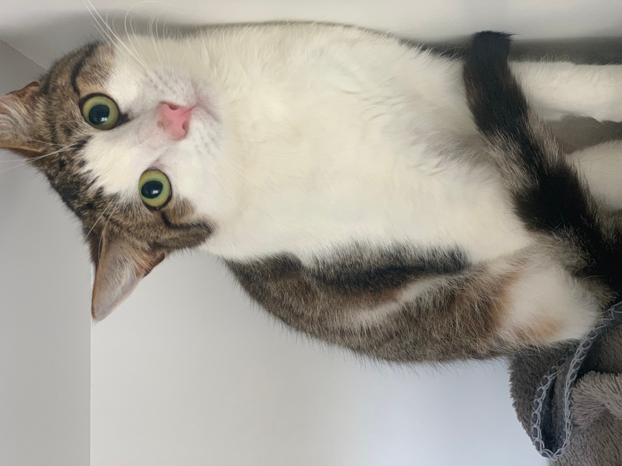 Edgar - Male Domestic Short Hair Cat in NSW - PetRescue