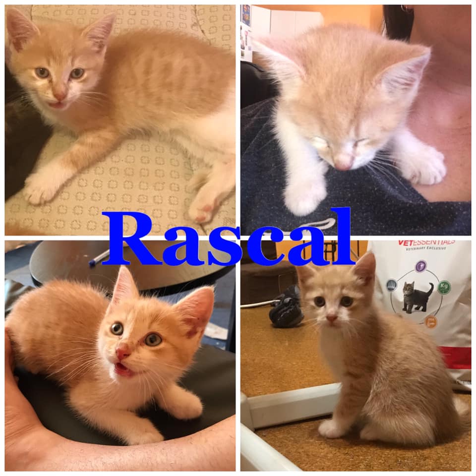 Rascal - Male Domestic Short Hair Mix Cat in QLD - PetRescue