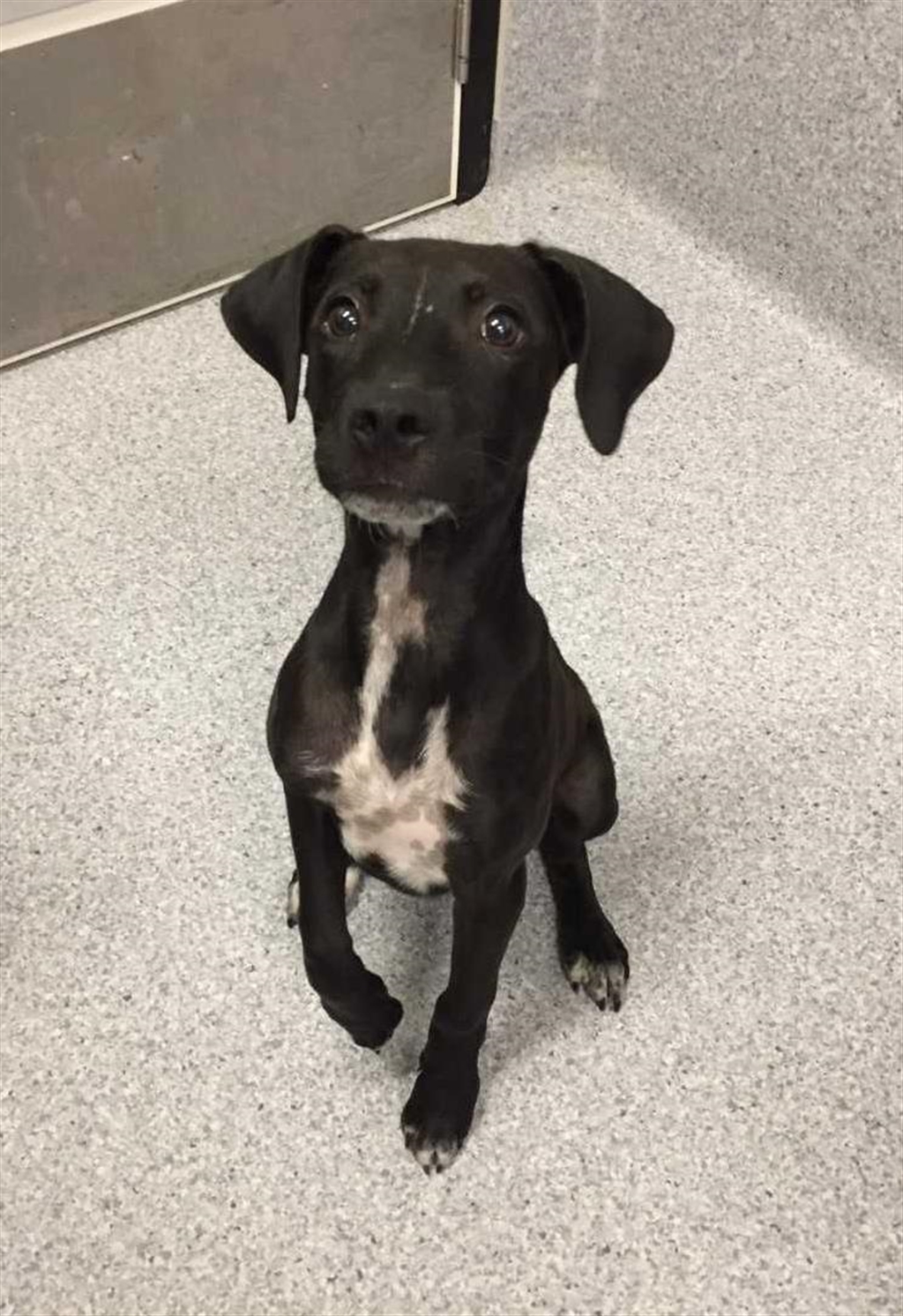 Wazza - Large Male Rhodesian Ridgeback x American Staffordshire Bull ...