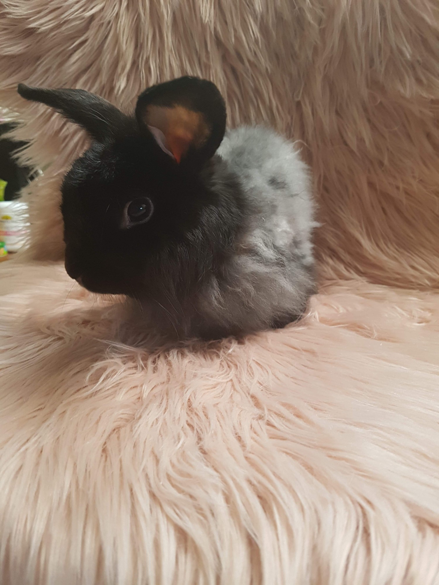 Apollo - Male Rabbit in WA - PetRescue