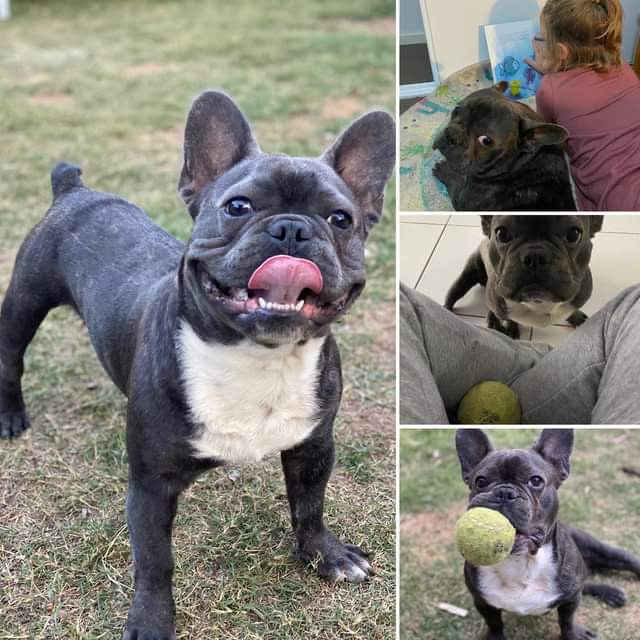 Archie - Small Male French Bulldog Dog in QLD - PetRescue