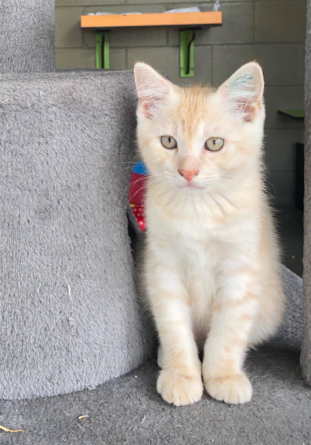 Winston - Male Manx Mix Cat in QLD - PetRescue