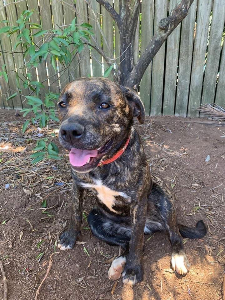 Arden - Medium Female American Bulldog x Labrador Mix Dog in QLD ...