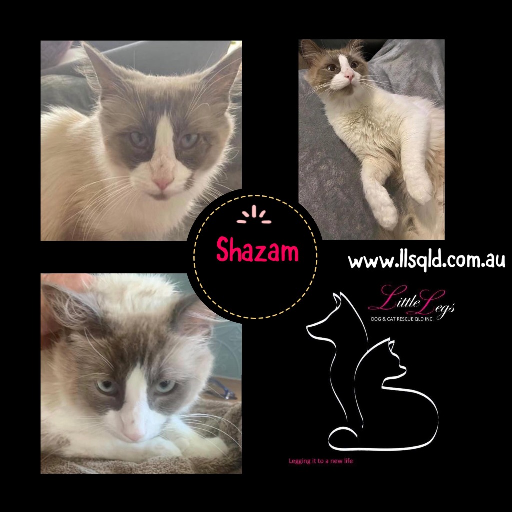 Shazam - Male Domestic Medium Hair Cat in QLD - PetRescue