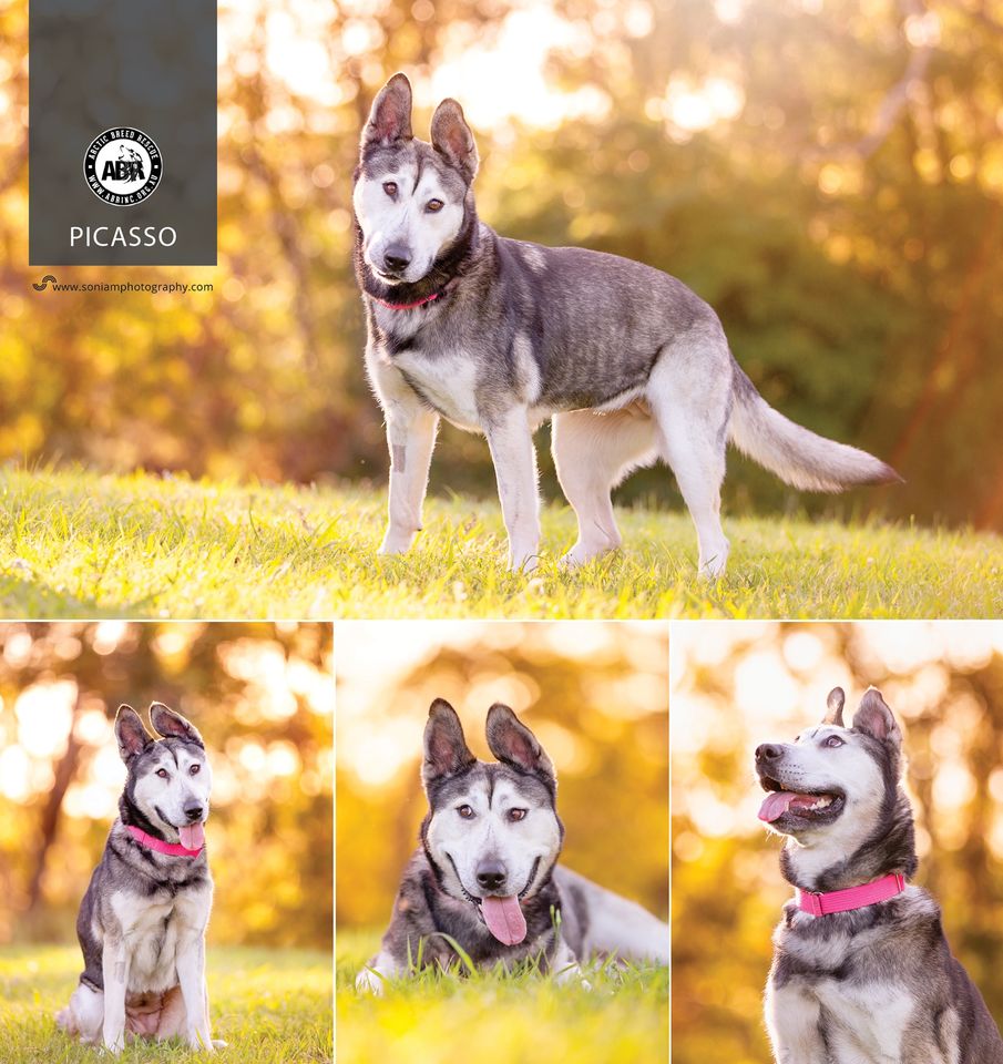 Arctic Breed Rescue Inc - PetRescue