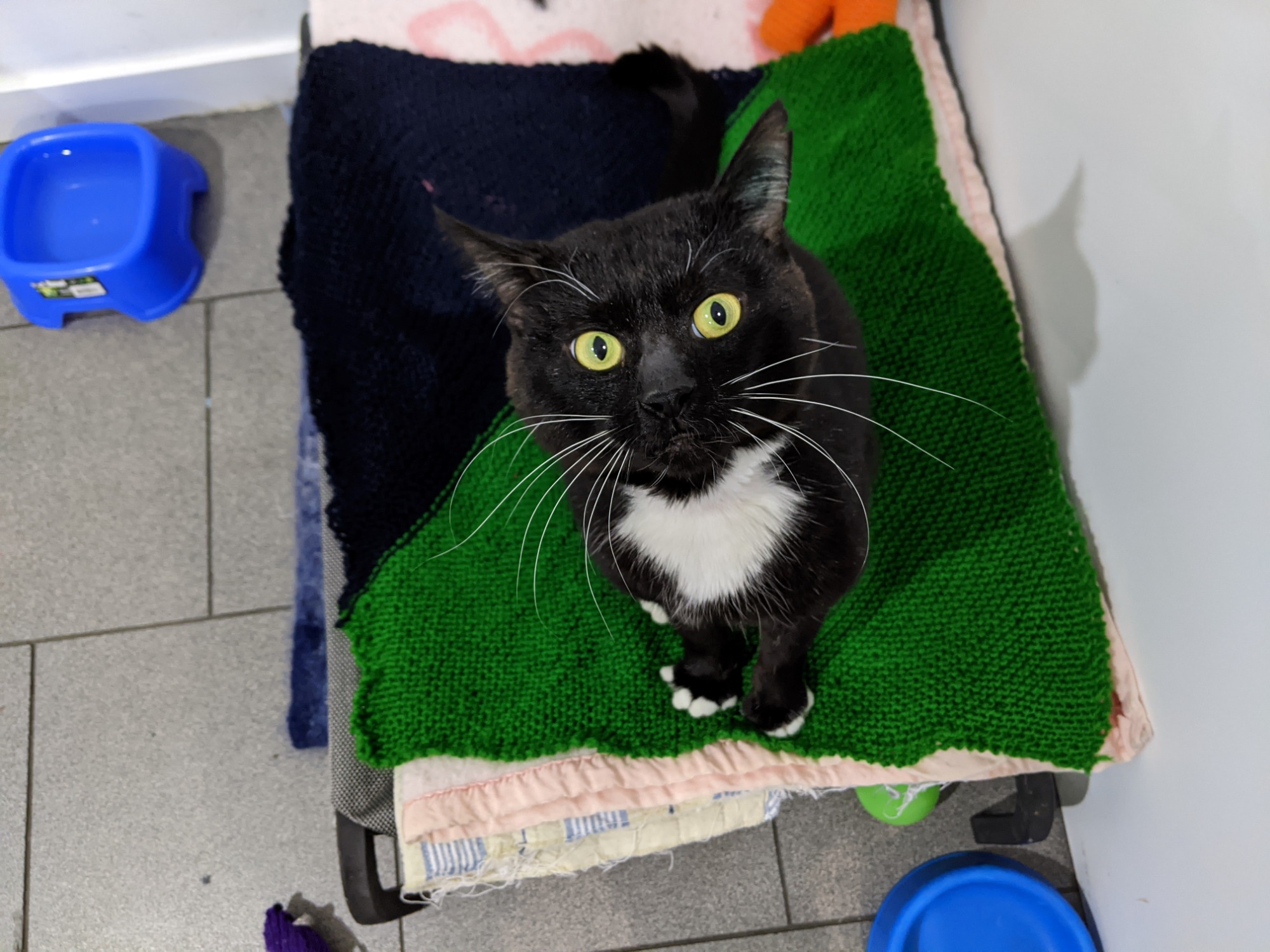 Allister - Male Domestic Short Hair Cat in VIC - PetRescue