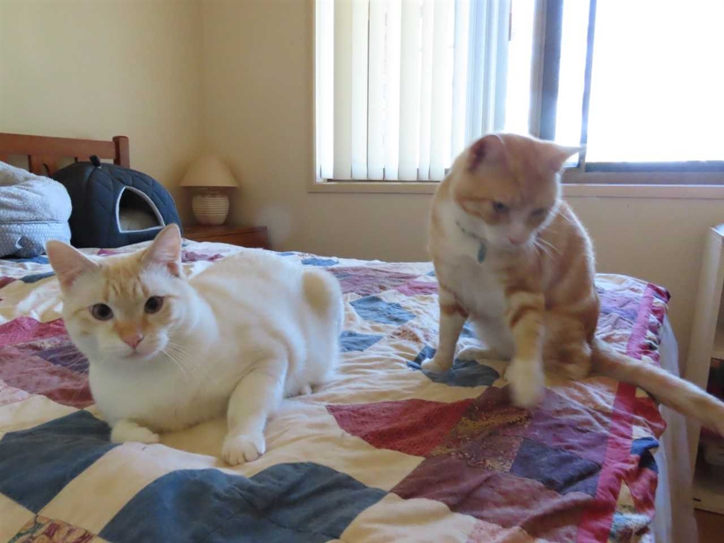 Kled - Male Layanese Mix Cat in QLD - PetRescue