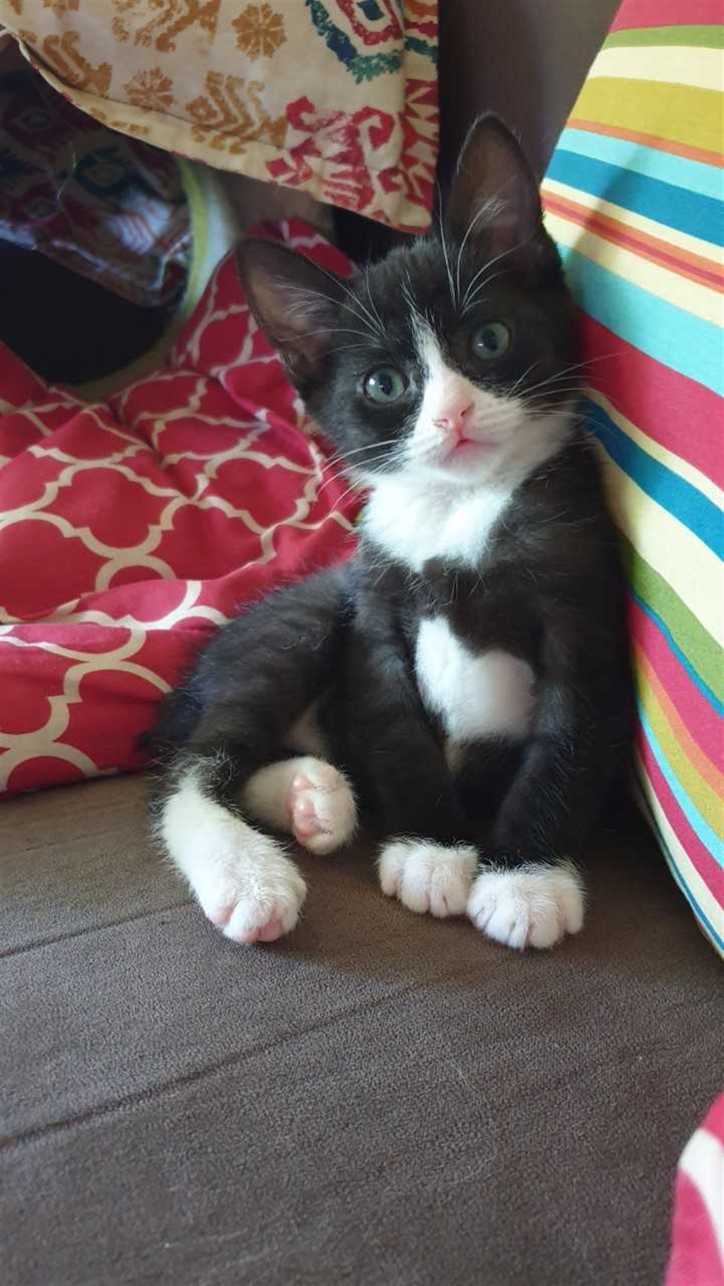 Bear - Male Manx Mix Cat in QLD - PetRescue