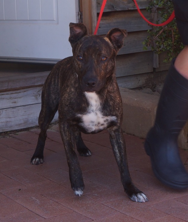 Pilgrim - Medium Male Cross breed Dog in WA - PetRescue