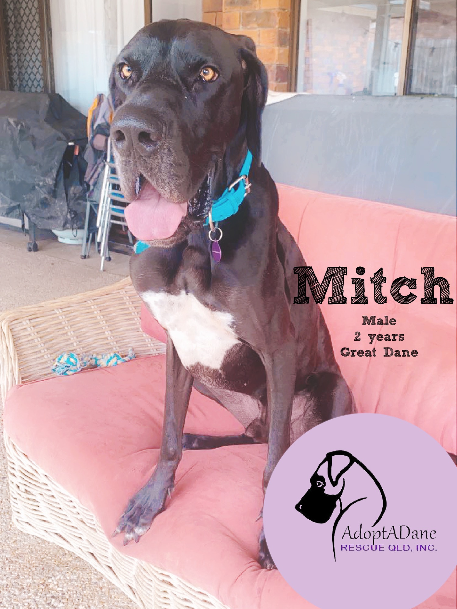 Mitch - Large Male Great Dane Dog in QLD - PetRescue