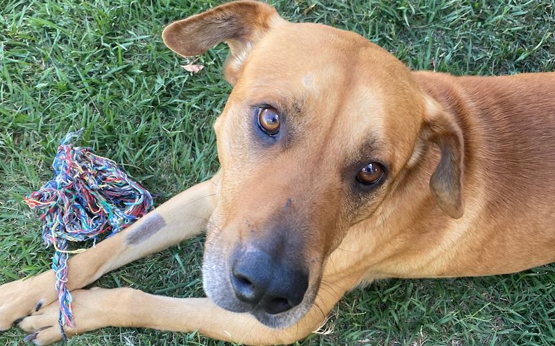 Boof - Large Male Great Dane x Rhodesian Ridgeback Mix Dog in QLD ...