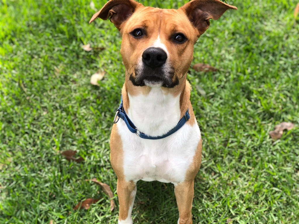 Justice - Medium Female Boxer Mix Dog in NSW - PetRescue