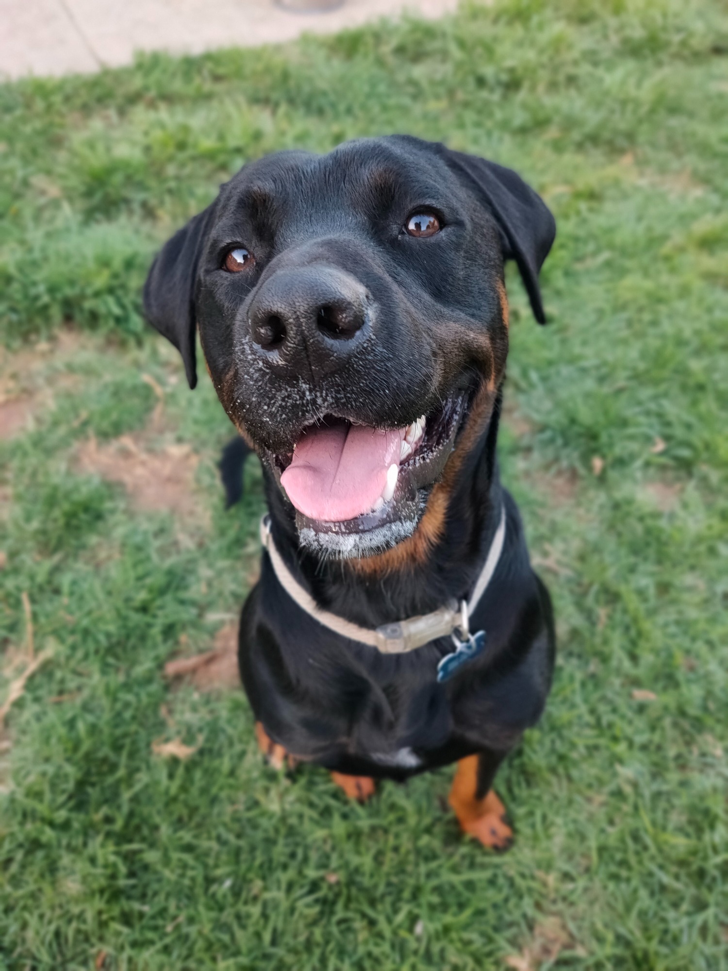 Rocco - Large Male Labrador x Rottweiler Mix Dog in VIC - PetRescue