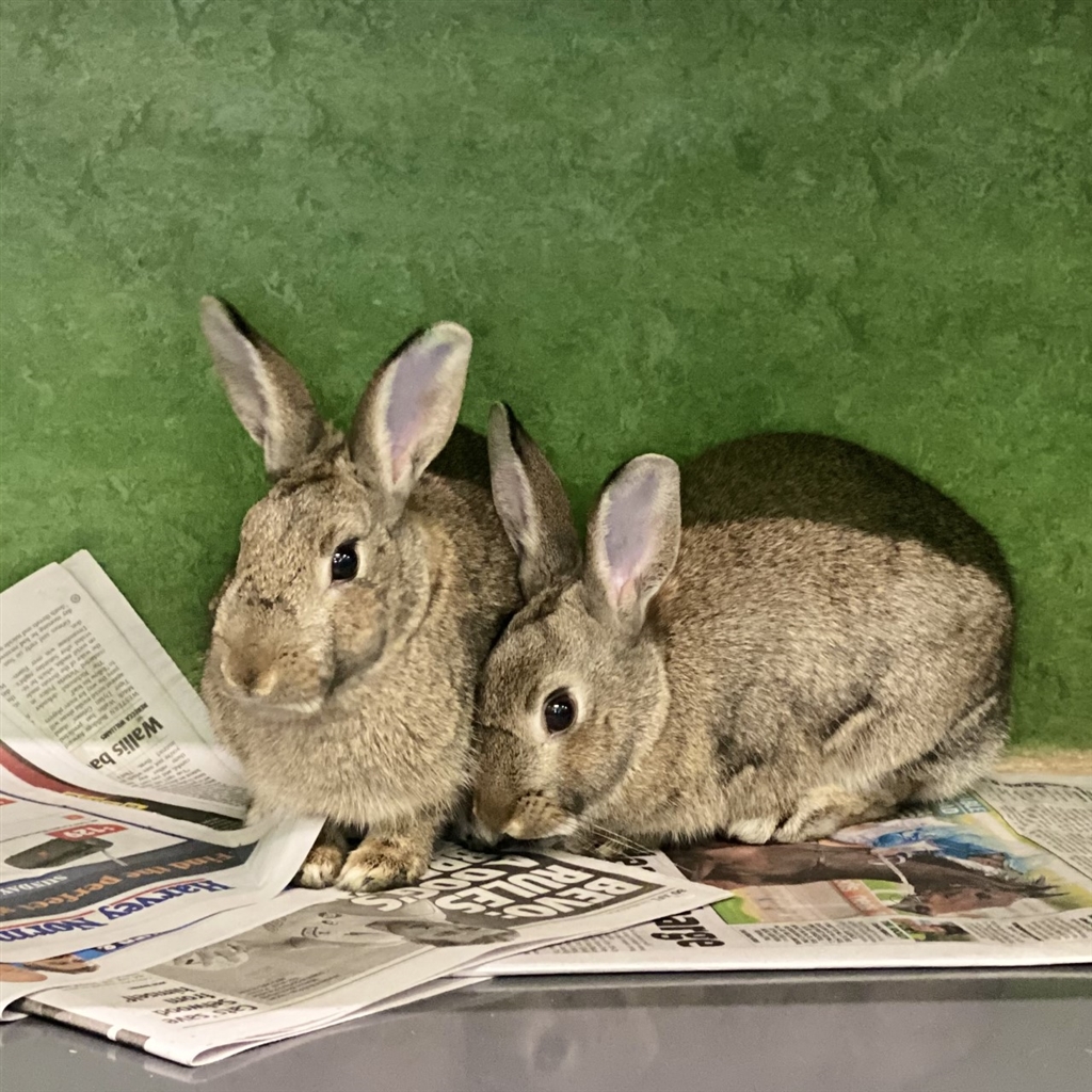 Venus - Female Rabbit Unspecified Mix Rabbit in VIC - PetRescue