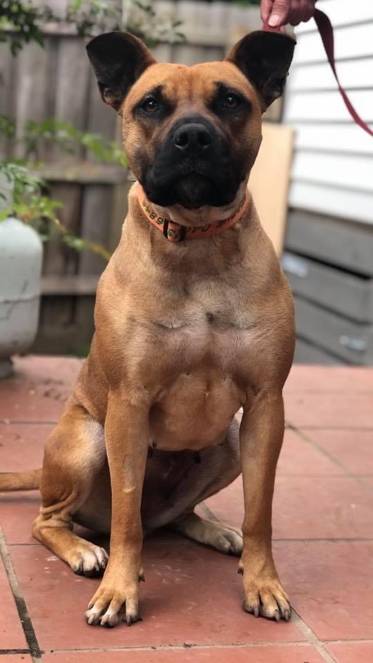 Jessies Girl - Medium Female Staffy Dog in VIC - PetRescue