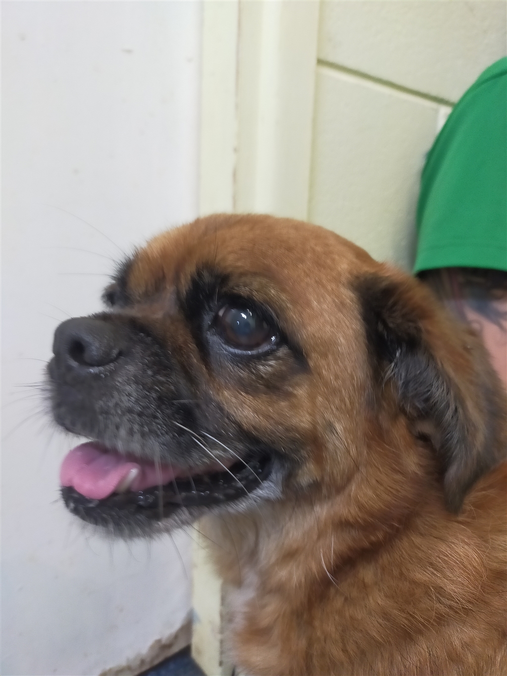 Buddy - Small Male Pug x Tibetan Spaniel Mix Dog in QLD - PetRescue