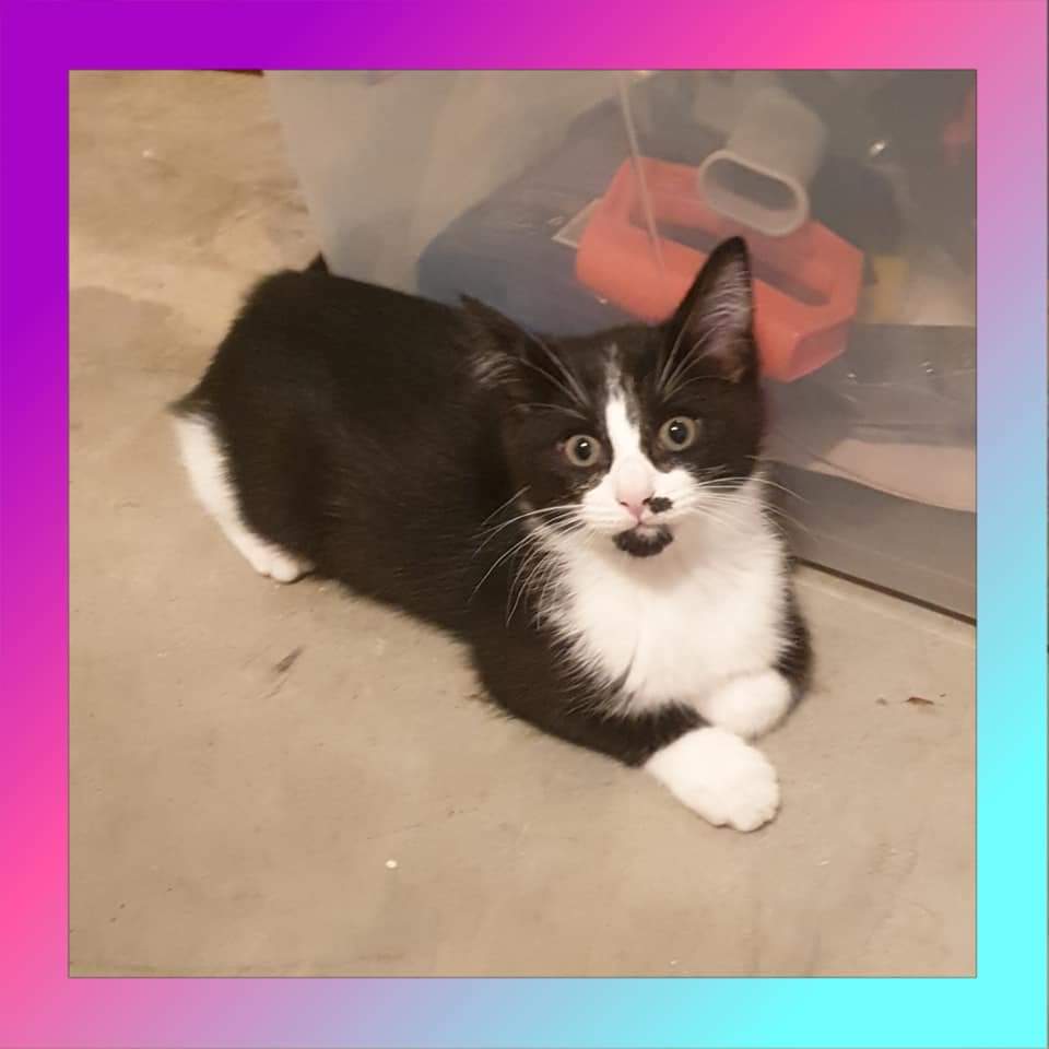 Furry Friends Forever Rescue - PetRescue