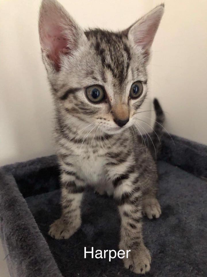 Harper - Female Domestic Short Hair Cat in QLD - PetRescue